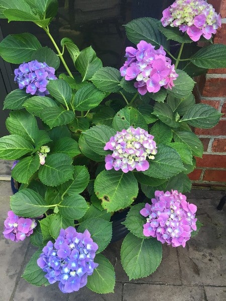 Pictures Of Hydronium Flowers | Best Flower Site