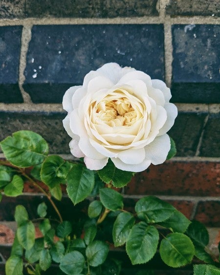 American Beauty Rose Bush