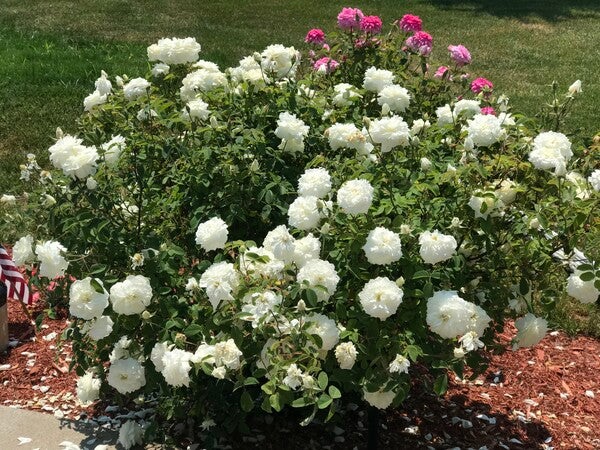 Pixlee Content Gallery