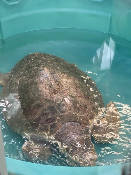 Pixlee Content Gallery