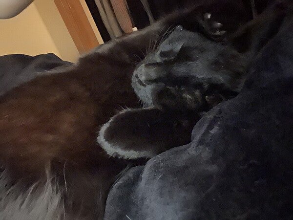 Pixlee Content Gallery