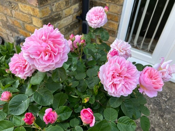 Pixlee Content Gallery