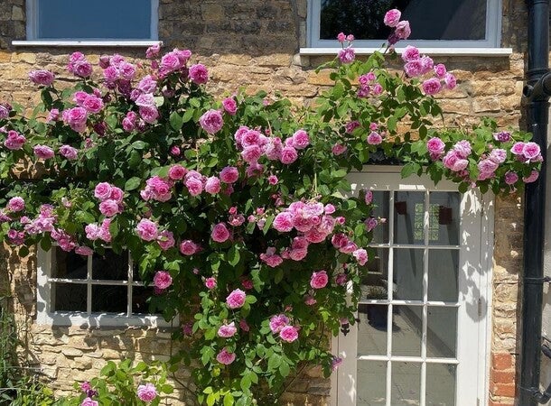 Pixlee Content Gallery