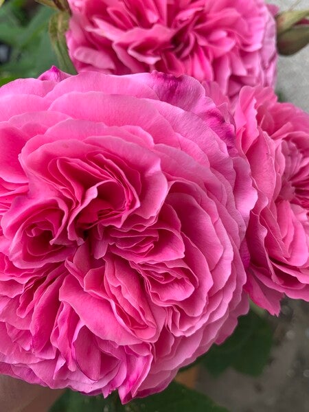 Pixlee Content Gallery