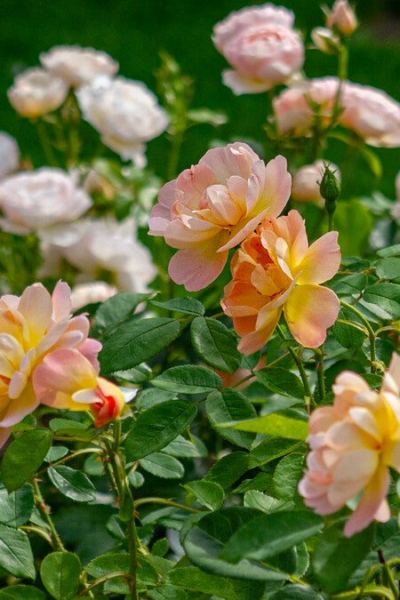 Pixlee Content Gallery